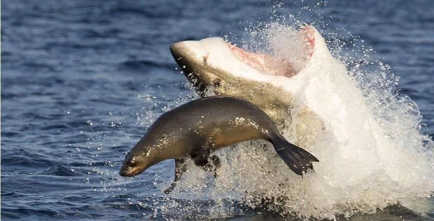 Seals and sharks, the contest of agility and strength, who is the ...