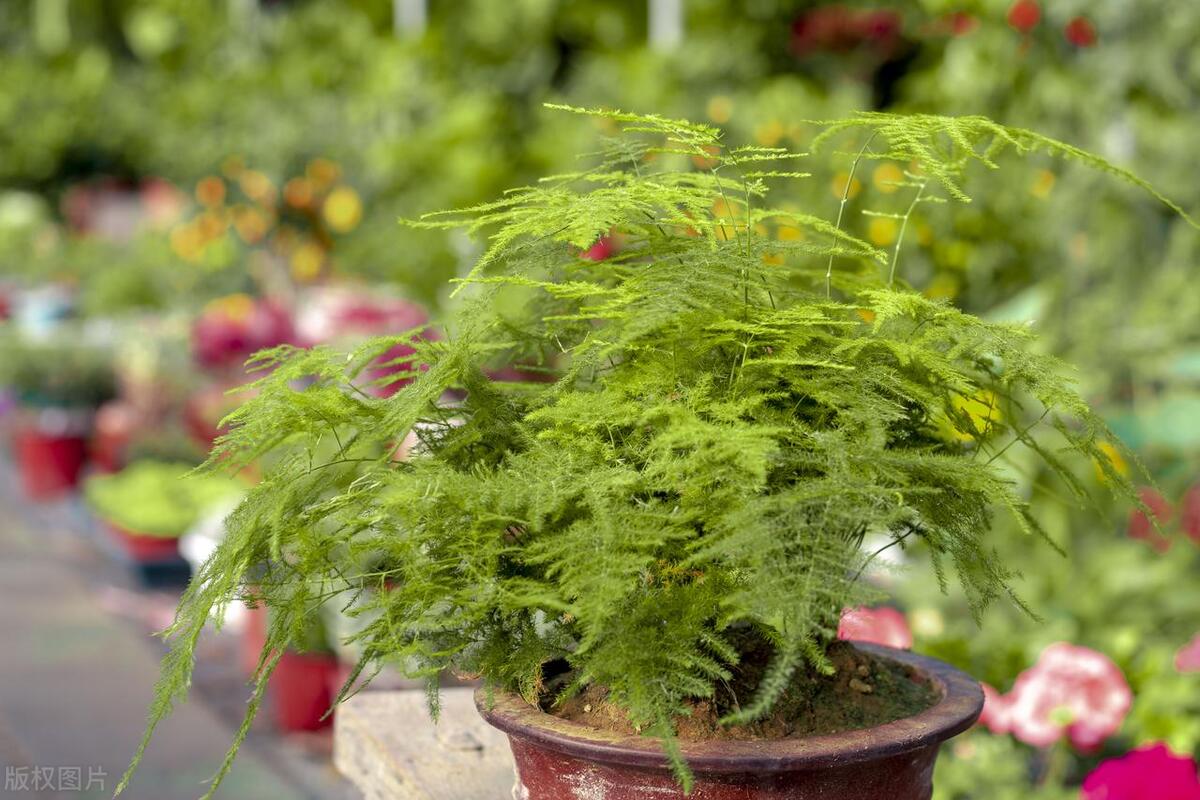 How to make asparagus bamboo burst from the root - iNEWS