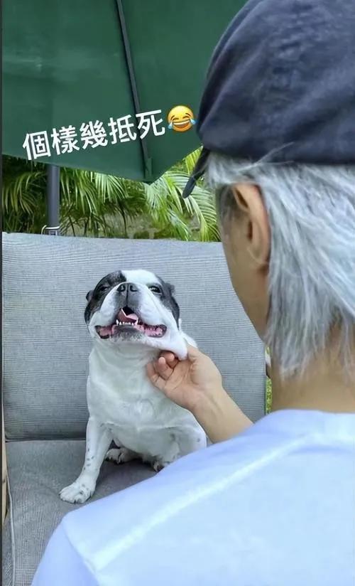 The "Wangcai" pet dog that Zhou Xingchi never forgets has a cool name ...