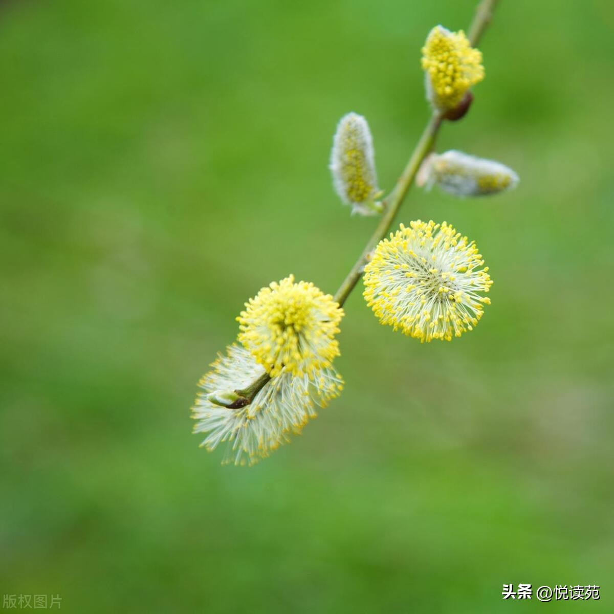 Liu Shaohong: catkins fly - iNEWS