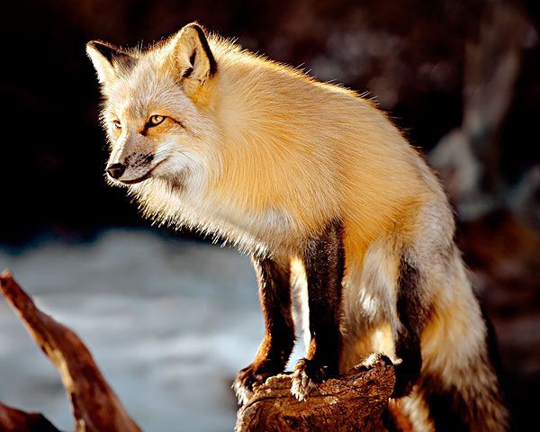Folklore: Fox Fairy - iNEWS