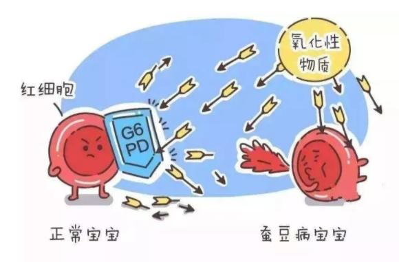 It is often caused by broad beans and is inherited, and the incidence ...