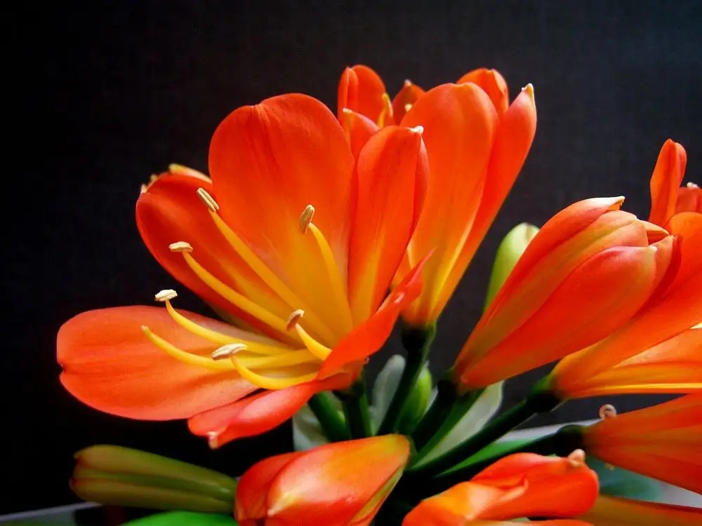How to raise Clivia to grow well and strong leaves Pay attention to ...