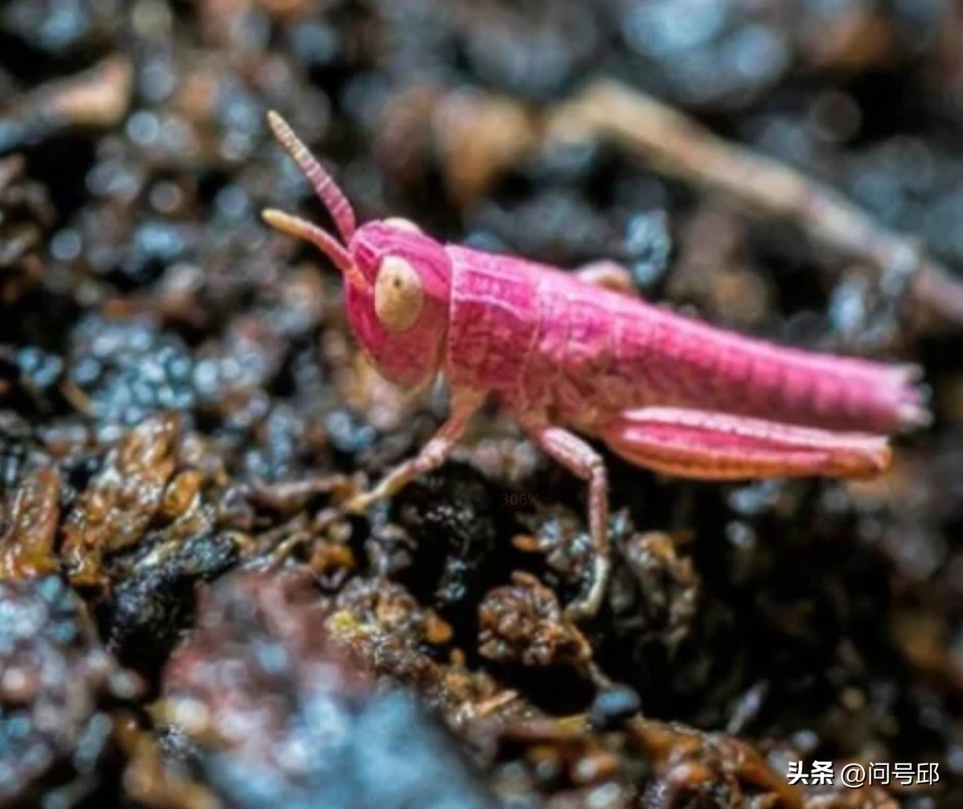 British amateur photographer discovers extremely rare pink locusts in ...