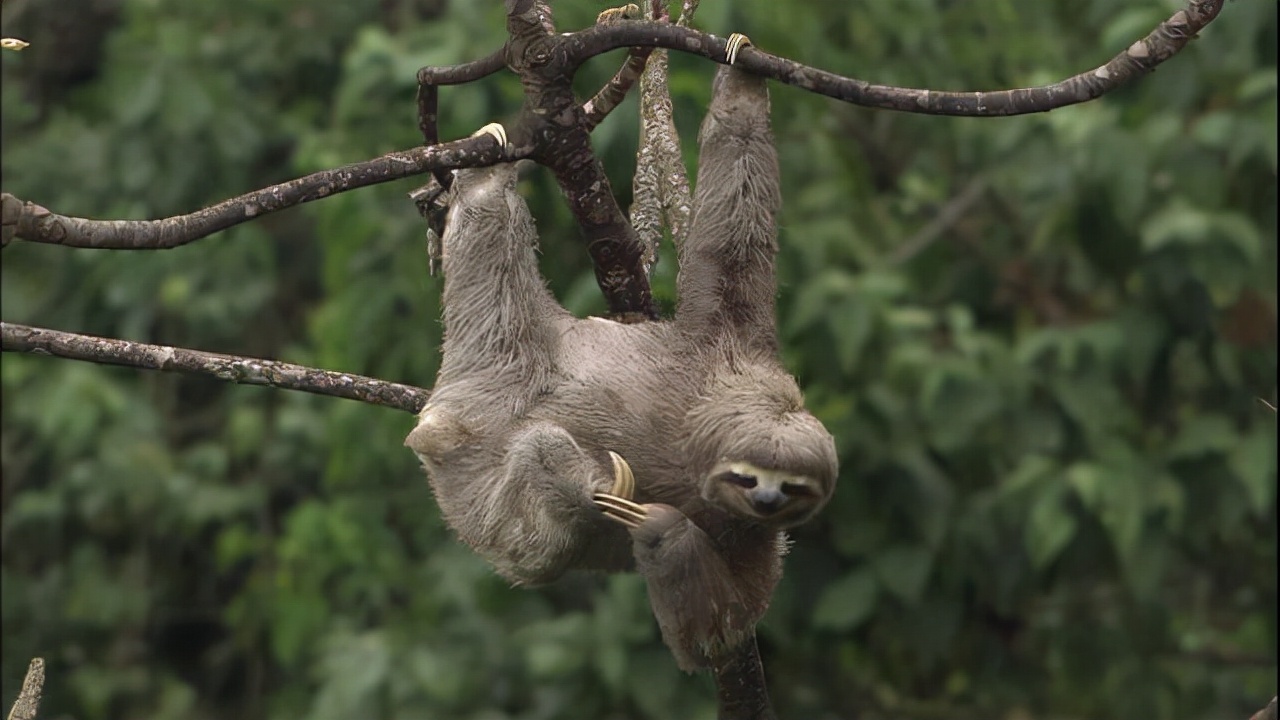 On living trees and dead trees, sloths who are extremely lazy have only ...
