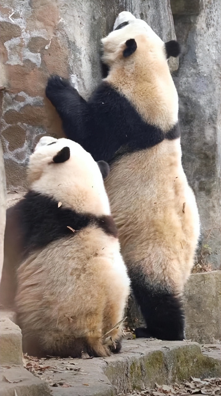 Huahua, the top female star among pandas - iMedia