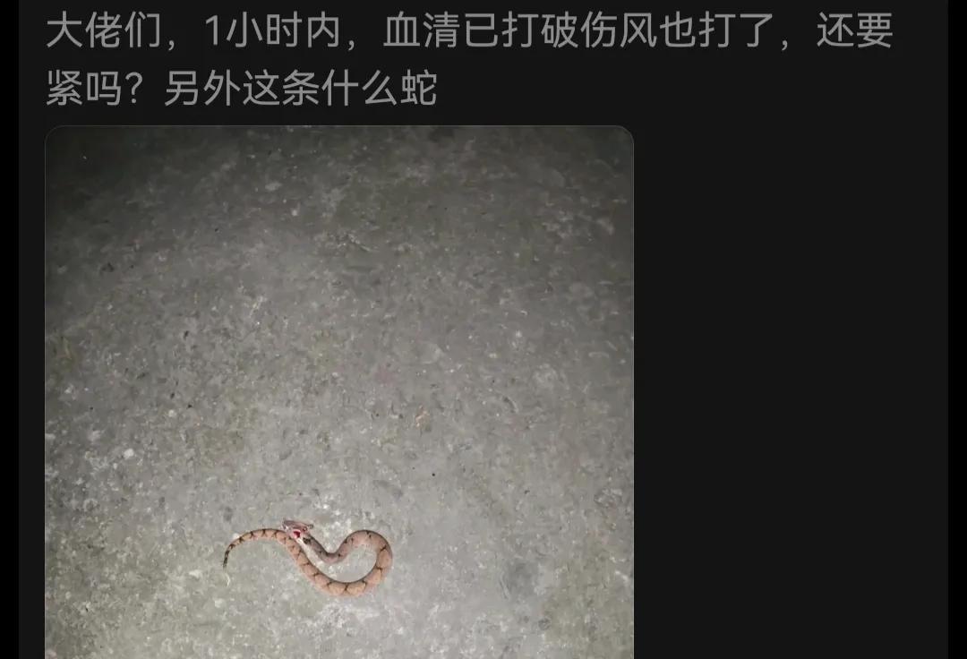 Are five-step snake cubs so hard to bite? - iNEWS