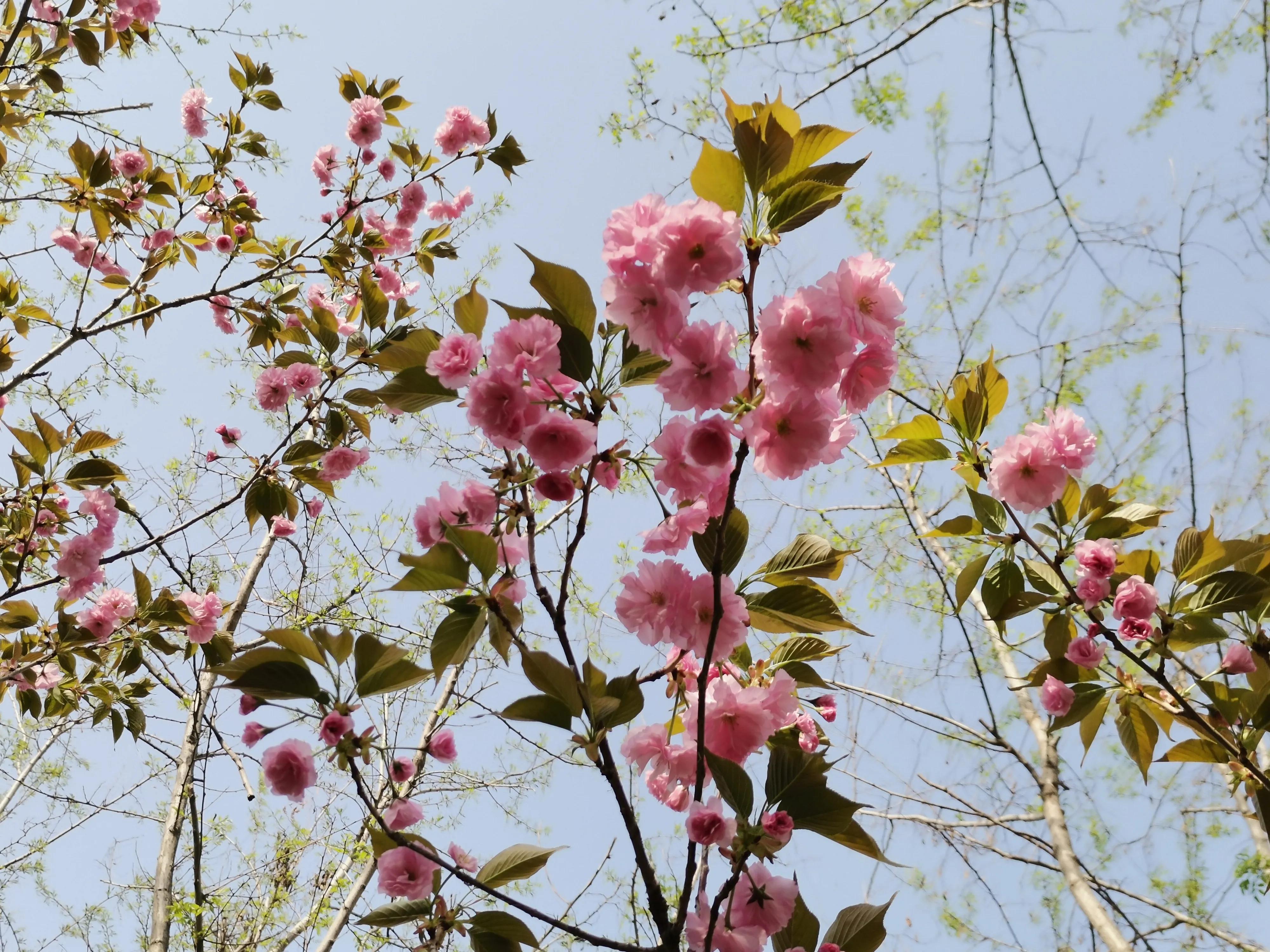 Spring, summer and autumn in mobile phones - iNEWS