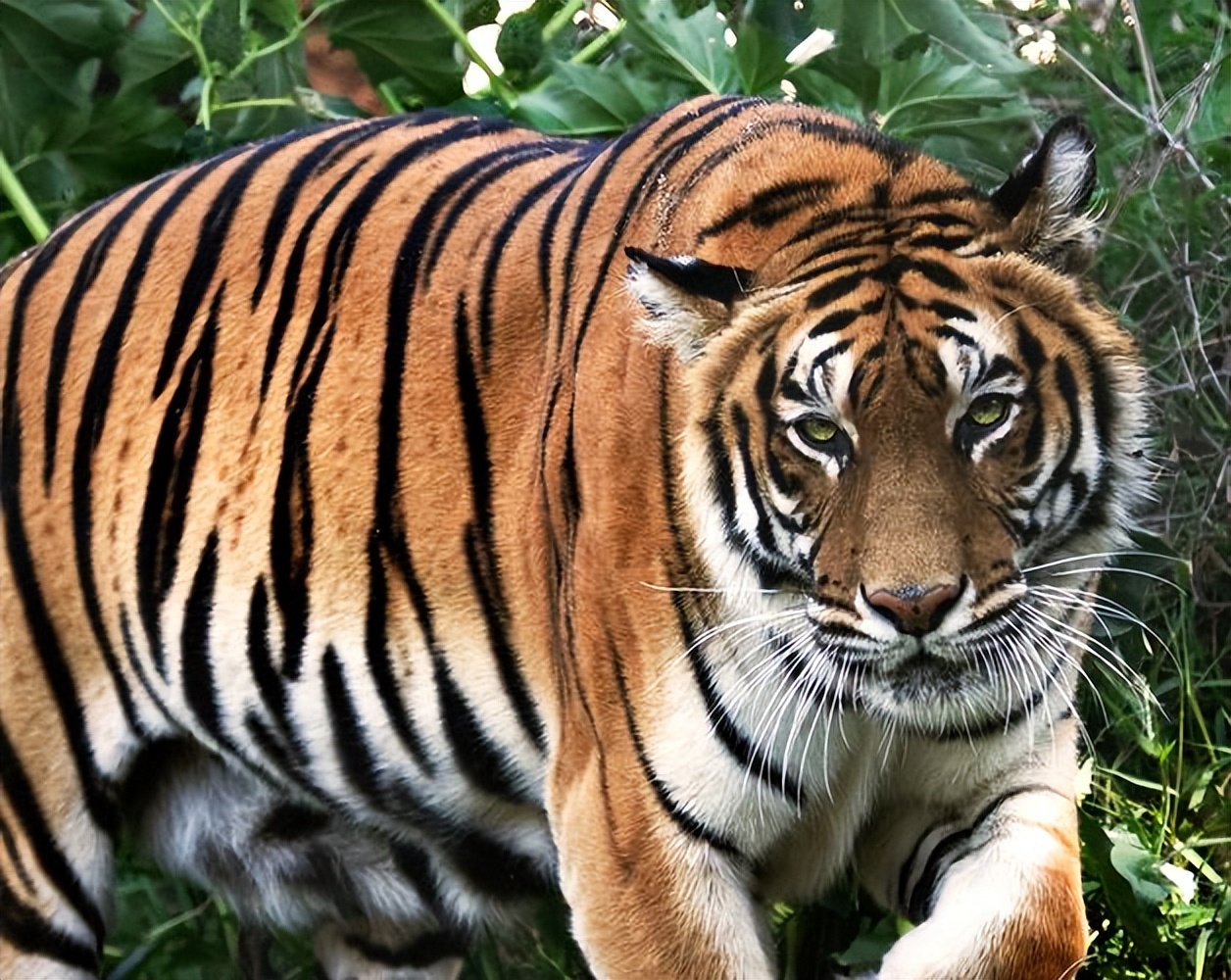 Gene expression and evolutionary history of the Bengal tiger - iNEWS