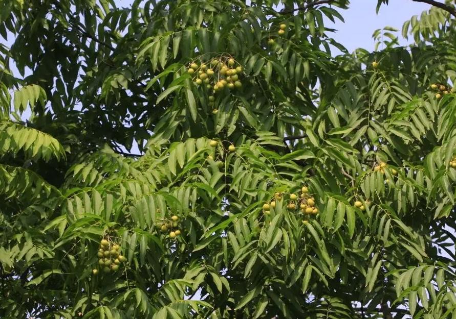 A common plant in Jianning, Hainan, known as the soap tree, the fruit ...
