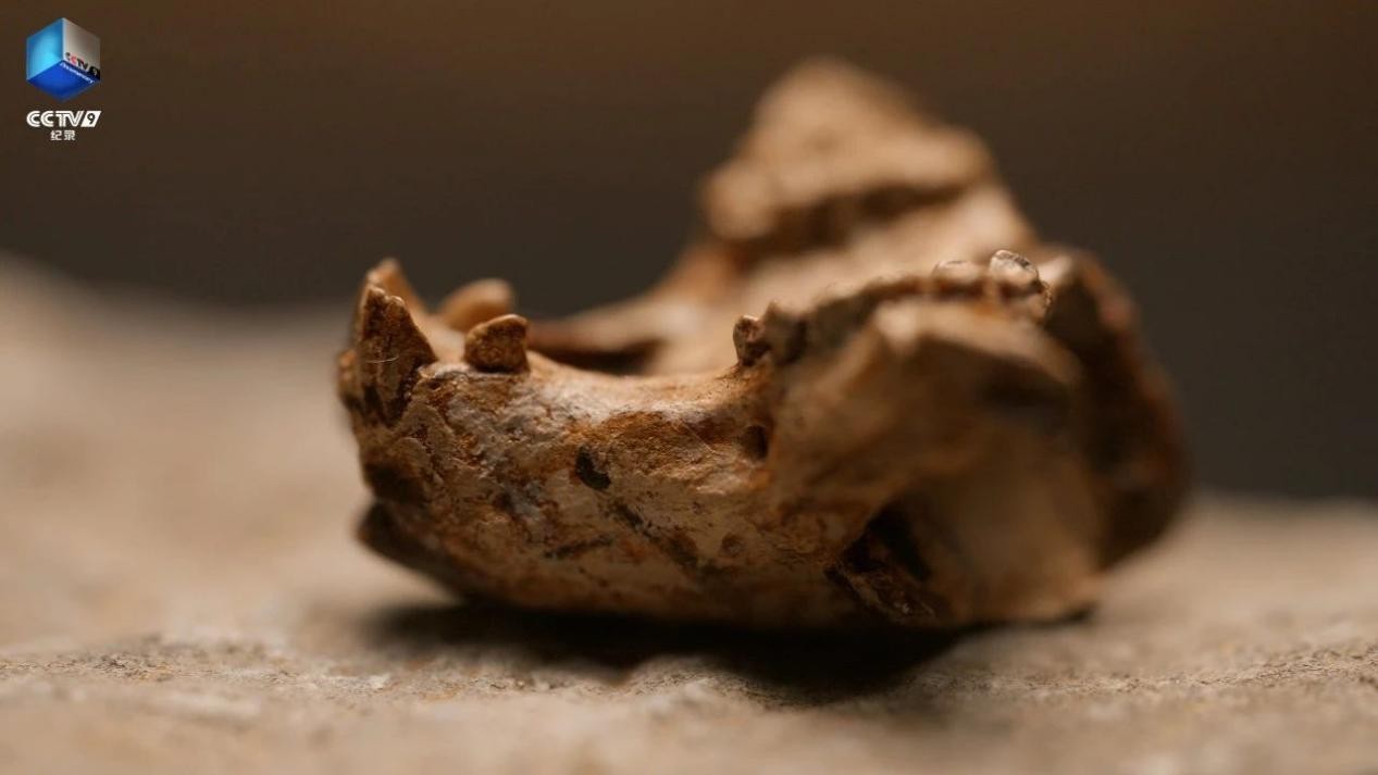 New Year's broadcast!Start [The Wonderful Journey of Adorable Rabbits ...