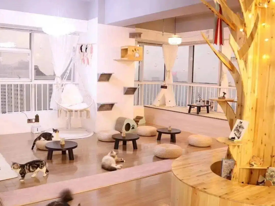 How to design cat cafe logo - iNEWS