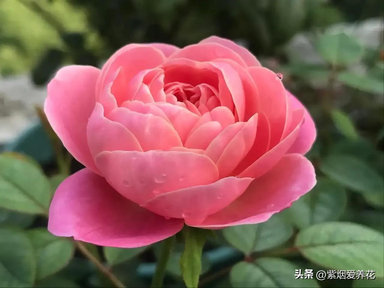 There is a kind of rose with pink color, lovely flower shape ...