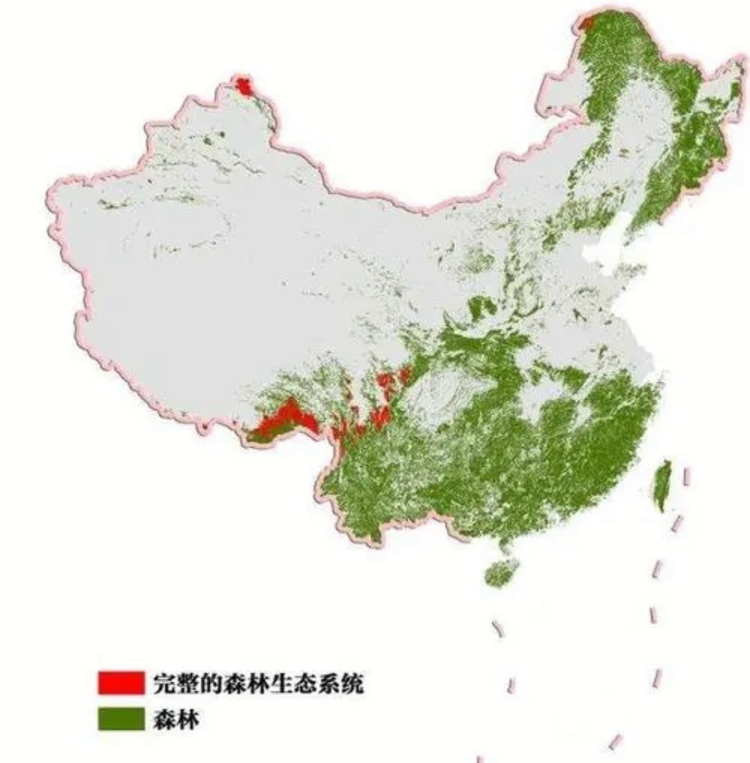 Are there virgin forests in China?Where are they mainly distributed ...