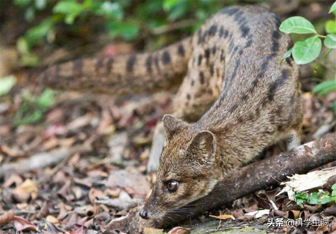 Which animal has the longest copulation time?It's none other than that ...