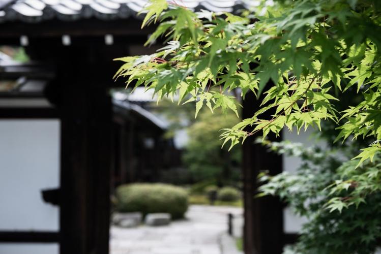 The last life of the Buddha: Mi Yan repeatedly asked to practice in the ...