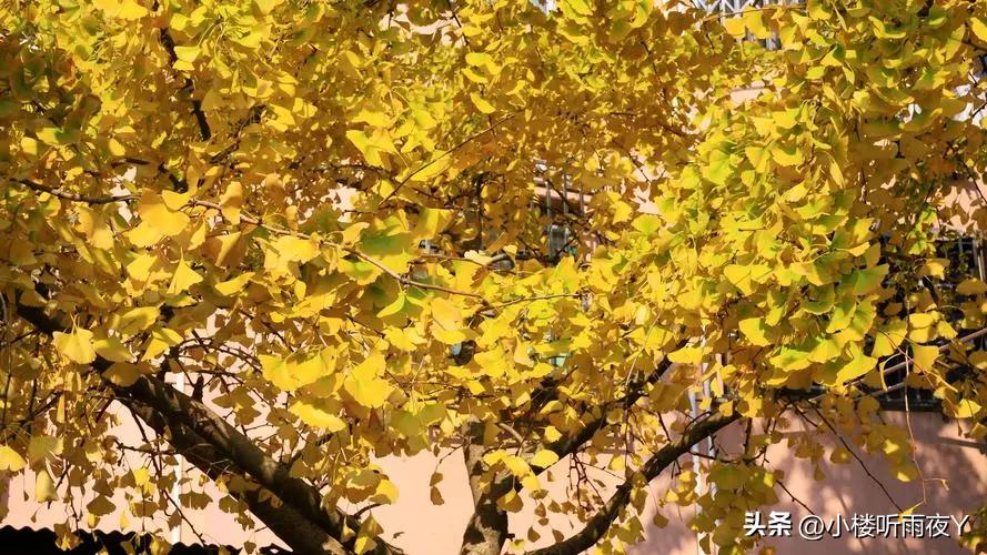 Unraveling the Mystery of Ginkgo: The Wonderful Power Hidden Behind the ...