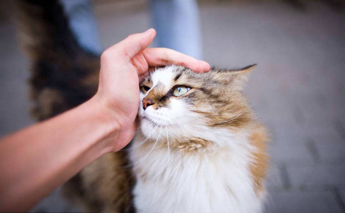 It turns out that when you touch a cat's “head”, it thinks it wants to ...