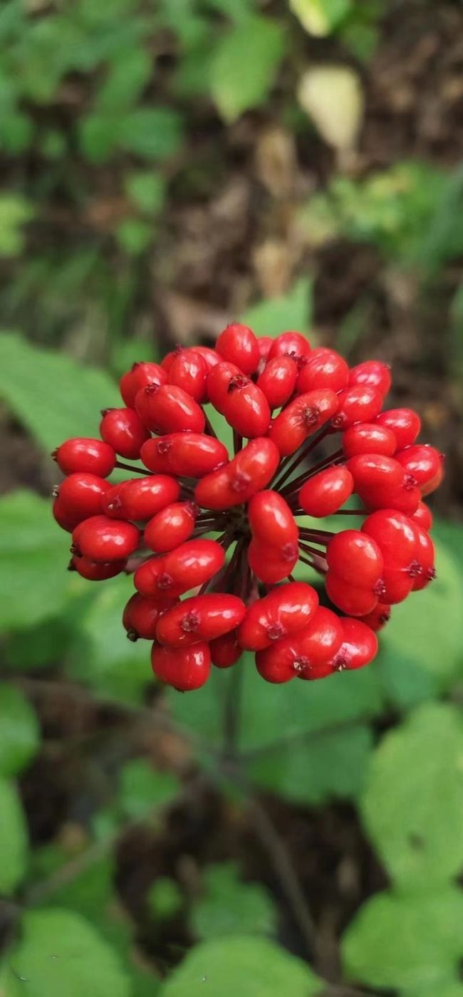 Deng Wanxue, the "not old pine" growing in the "Sanxianjia" Forest Park ...