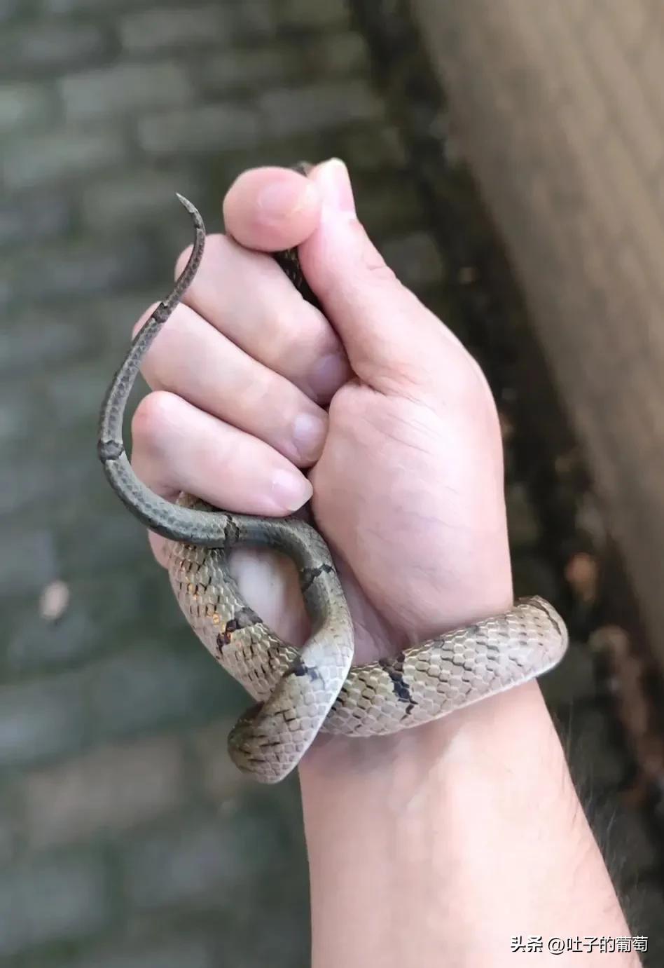 Strong Chinese Snake - iNEWS