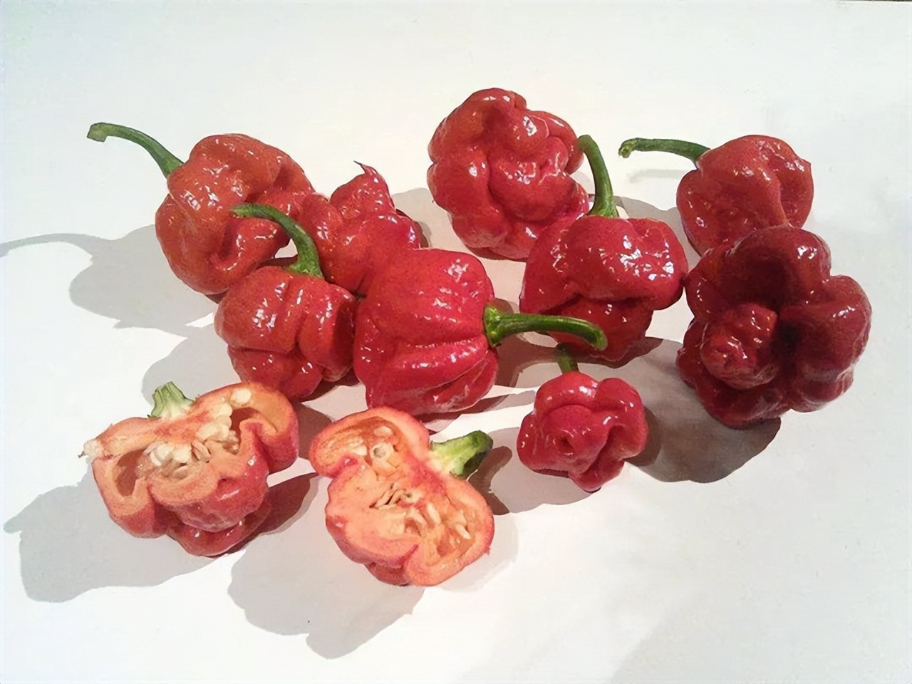 How scary is the world's hottest chili?Indian devil peppers are all ...