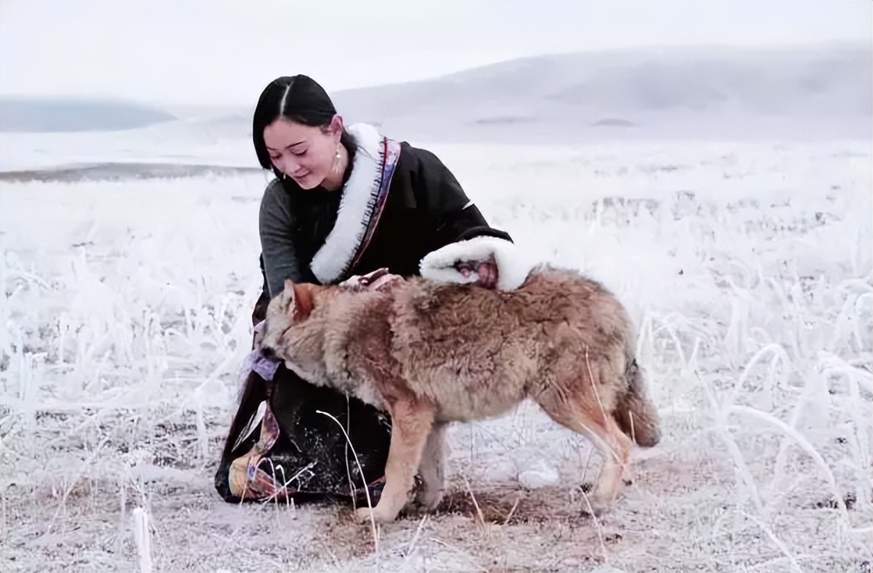 Twelve years ago, a Chengdu girl took care of the wolf as her son, and ...