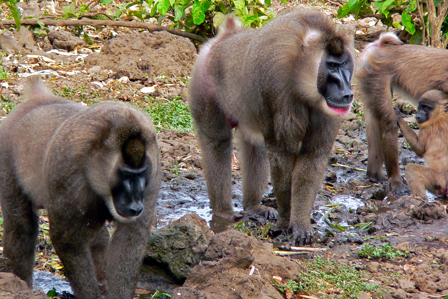 Hunt chimpanzees and other threatened animals in Cameroon Mountains ...