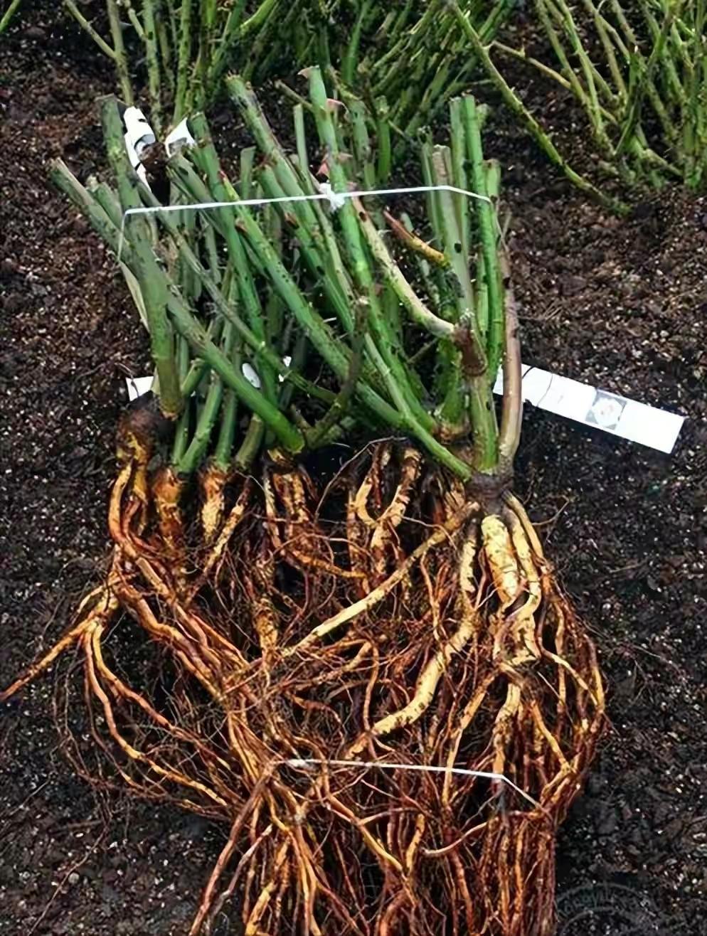 6 types of "crawlers' flowers", if you buy them, you won't be able to ...