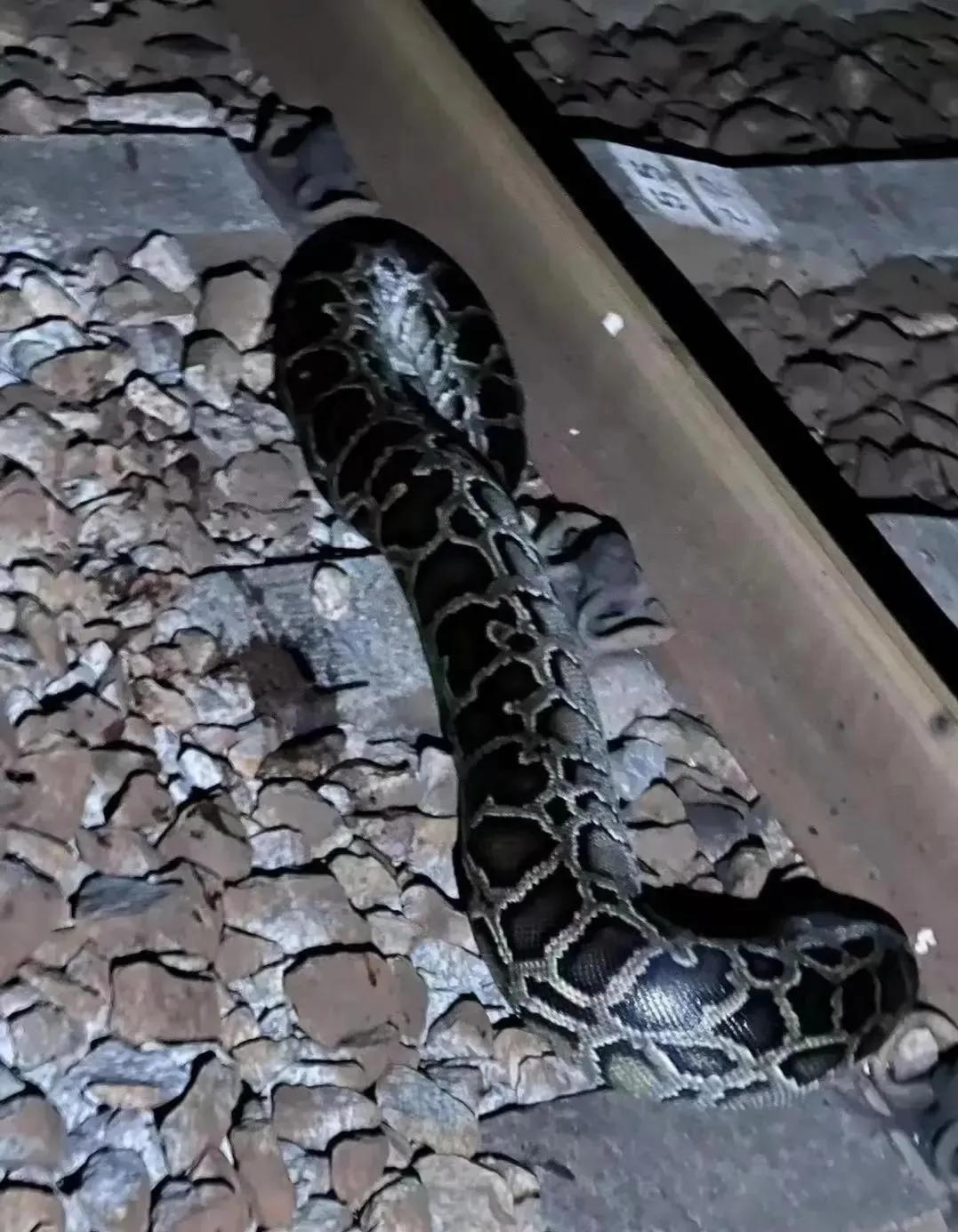 The second country Burmese python encountered in the wild does not seem ...