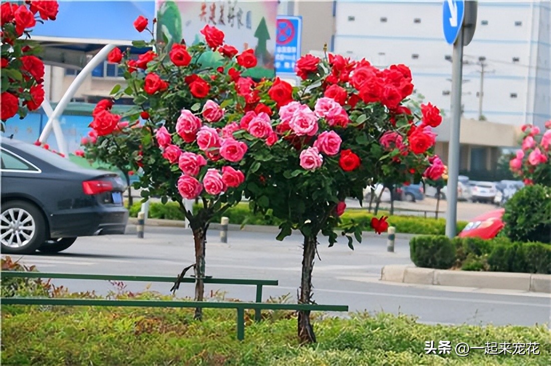 Potted tree-like roses in winter have strong disease resistance and ...