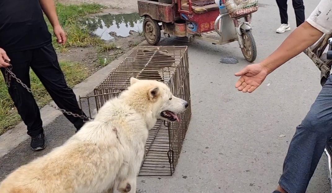 2000 or 3000 dogs were sold to 700 dog dealers. Seeing the sad look of ...
