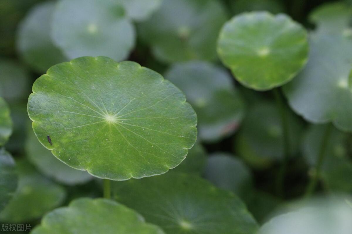 How to deal with the yellowing of copper money grass leaves - iNEWS