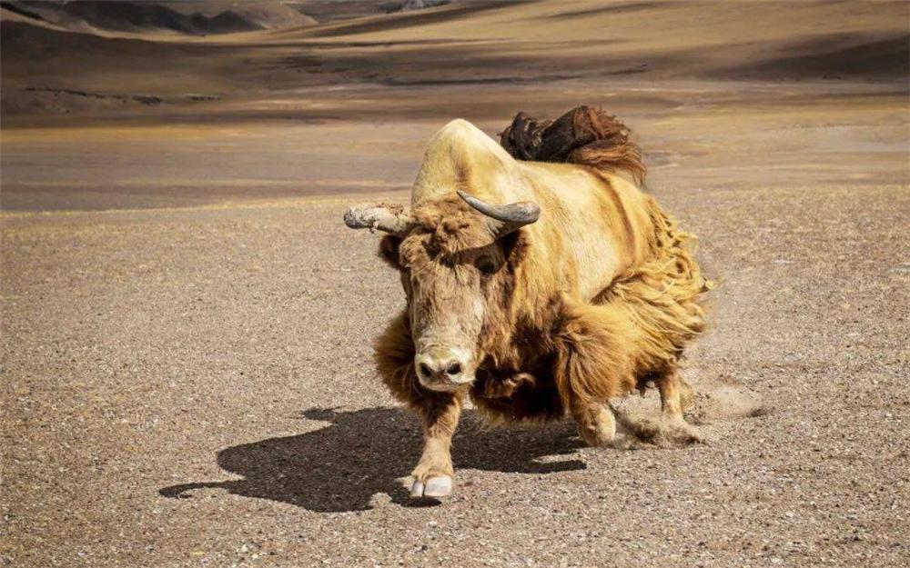 When a golden-haired wild yak meets a pack of wolves, it surrounds its ...