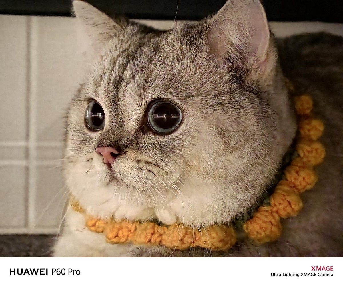 Using the camera to freeze the cute moments of pets, Huawei P60 Pro has ...