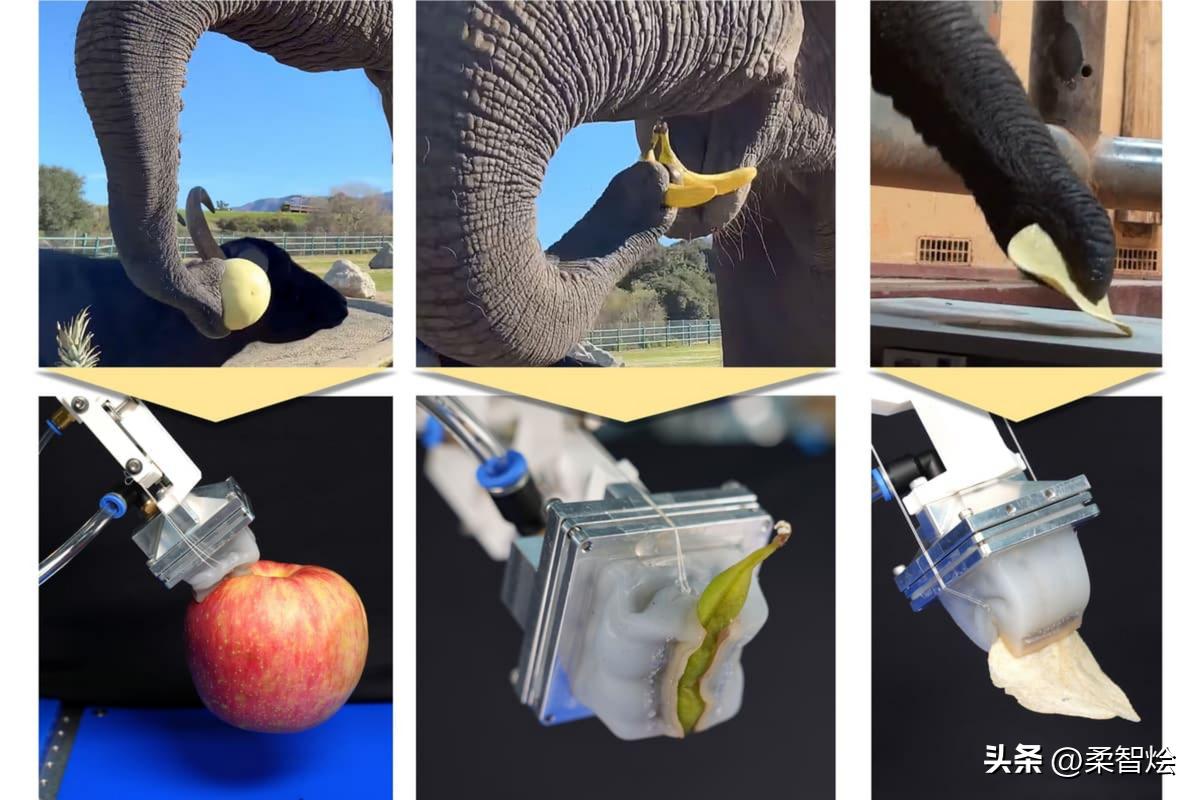 Air-driven soft robotic gripper for bionic elephant trunks to grasp ...