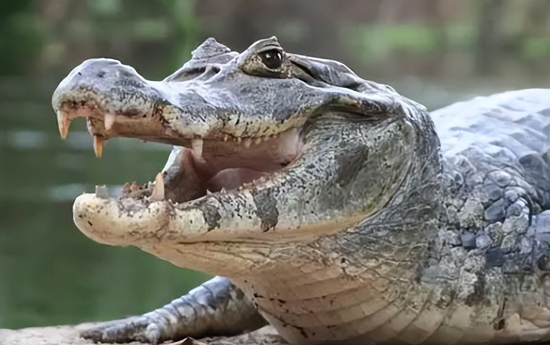 Black caimans: giants of nature, encounters with humans - iNEWS