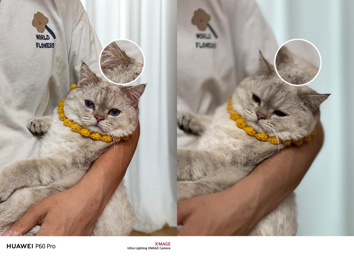 Huawei P60 Pro: Pet Artifact Easily Record Beautiful Memories - iMedia