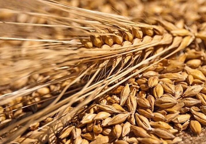 Demystifying the vegetarianism of Roman gladiators - iNEWS