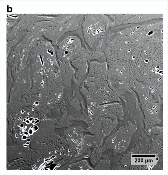 Pore structure distribution of cork pellet biochar using synchrotron X ...