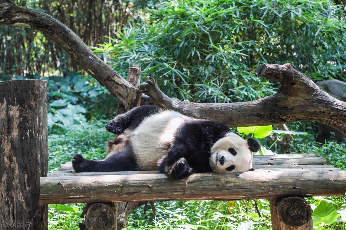Do Humans Really Need Other Species? - iNEWS
