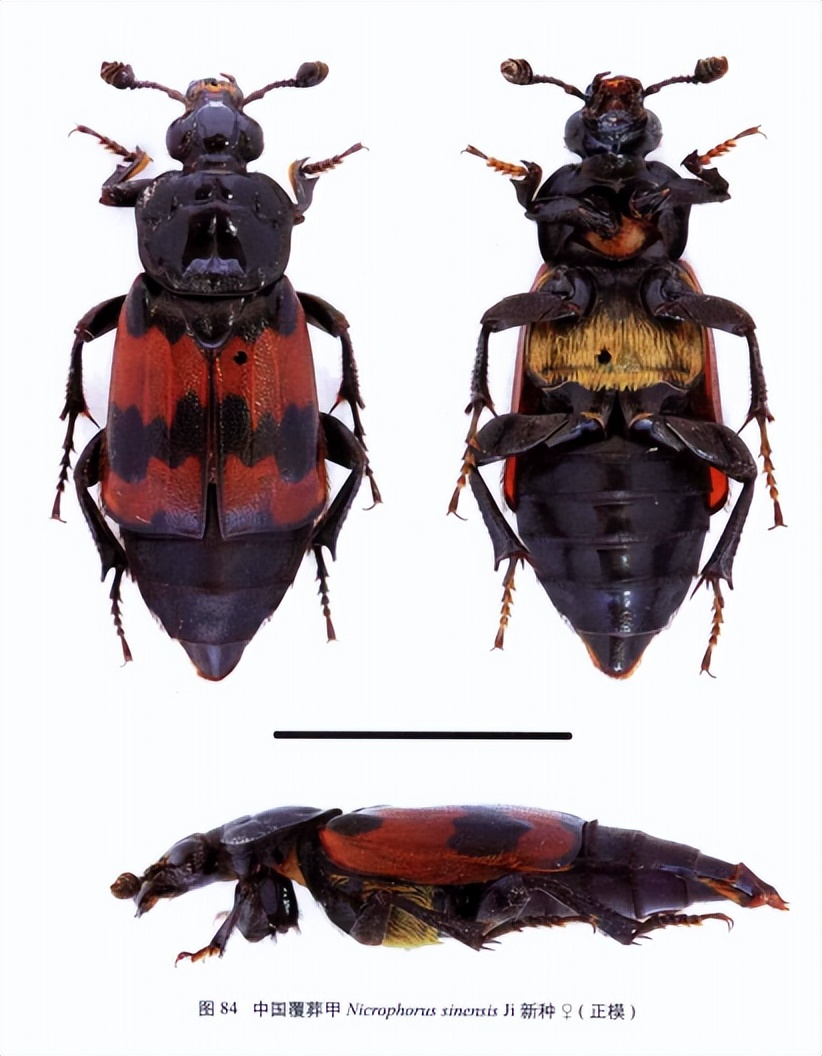 The forensic doctor said: Seeing this kind of insect in the wild, there ...