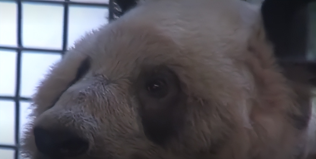 Yaya, a giant panda living in the United States, kowtowed to beg for ...