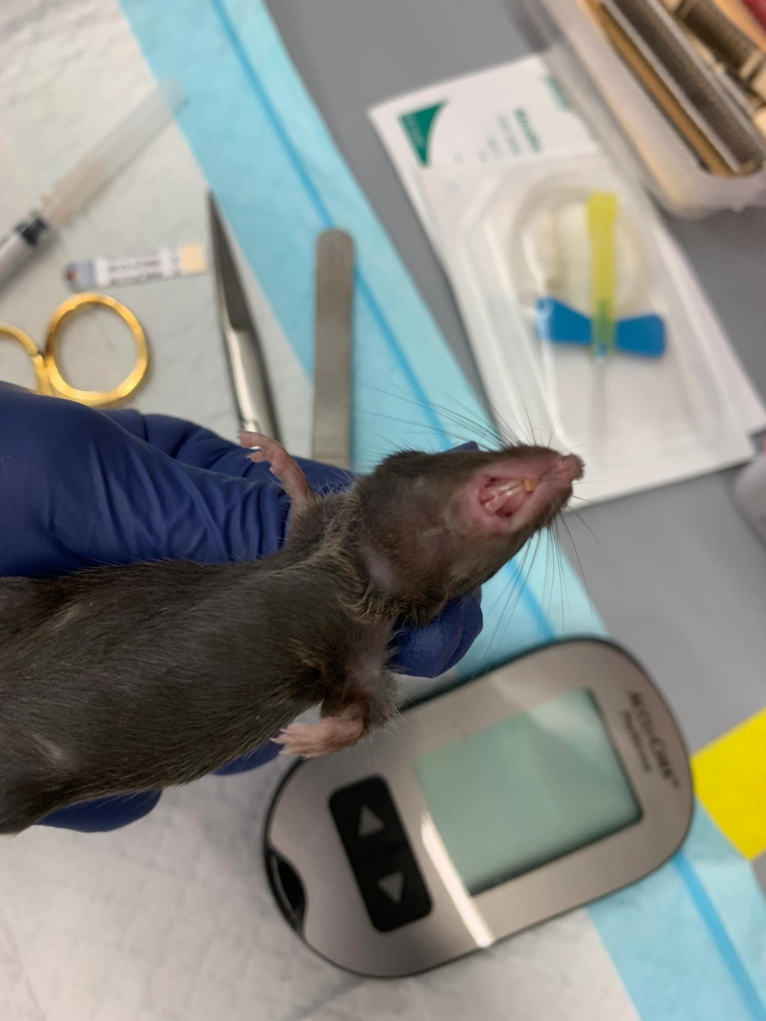 Guess if it's a "duck head" or a "rat head" - iNEWS