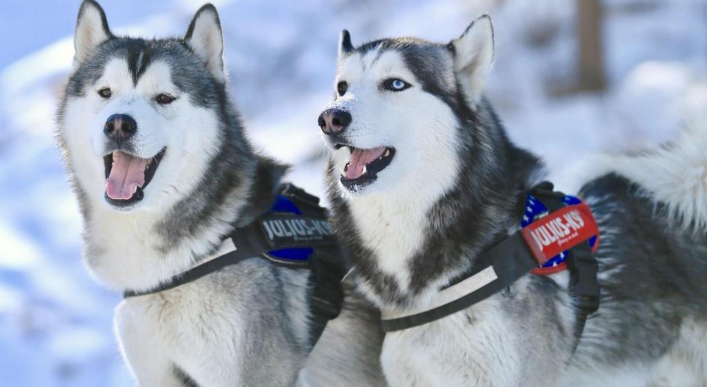 The 5 animals with the shortest mating time in the world, 0.3 seconds ...