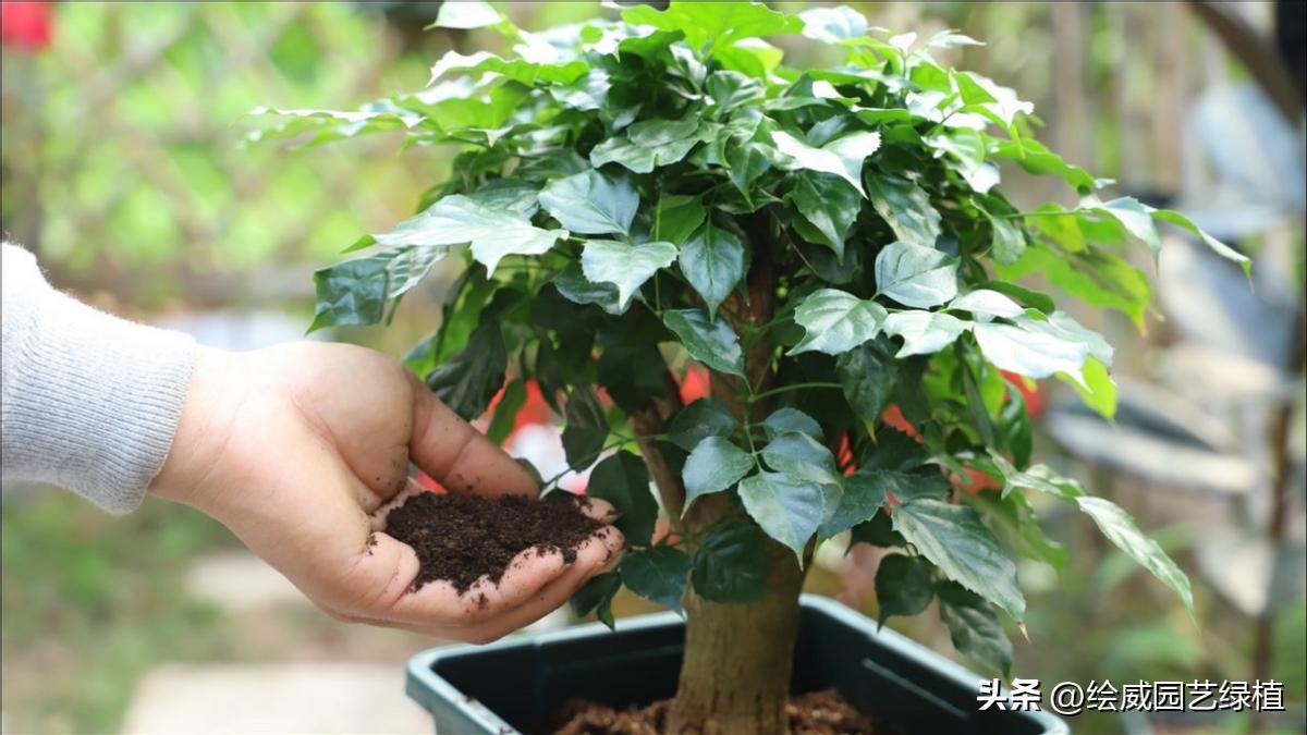 "Hard Qi flowers" are often raised at home, and life is really hard. If ...