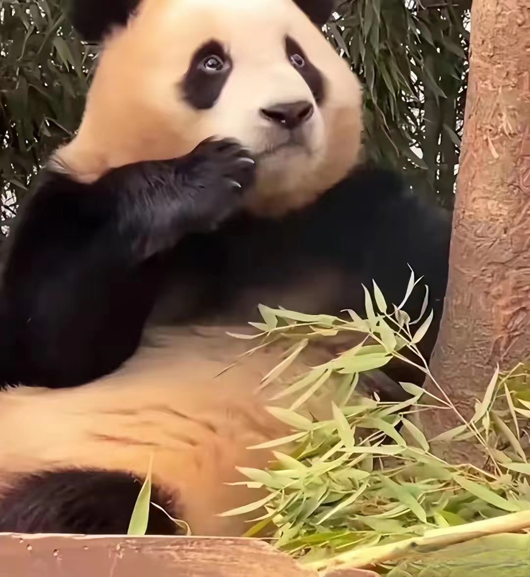 Why did Zhang Xin, the demon who abused pandas, still get promoted and ...