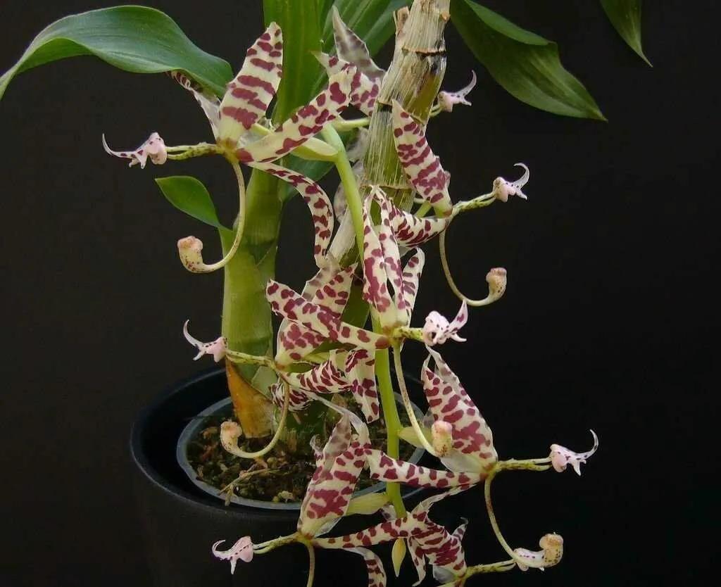 7 of the Most Beautiful Orchids: Stunning Blooms That Will Be the Best ...
