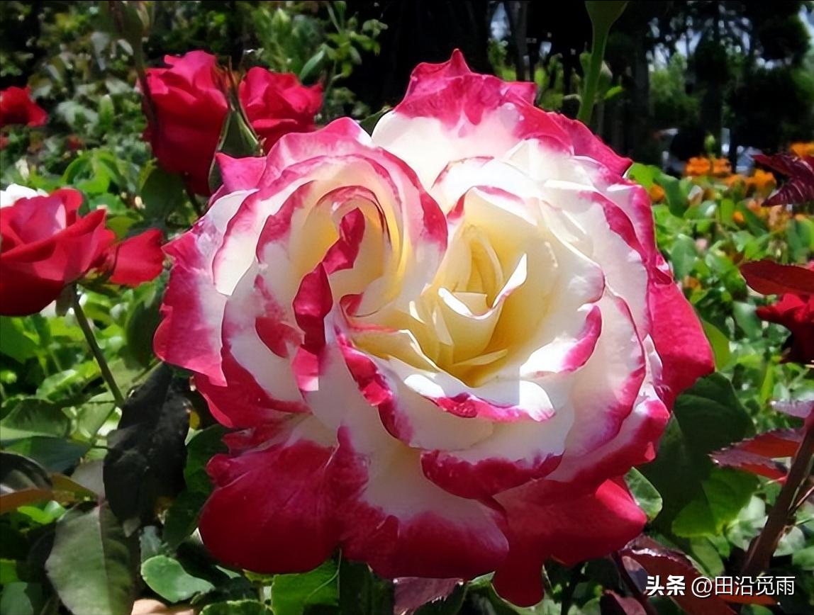 It is said that rose is not easy to raise, but it is not difficult to ...