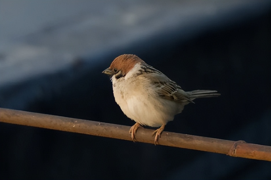 There are so many sparrows, why are they still protected animals? - iNEWS