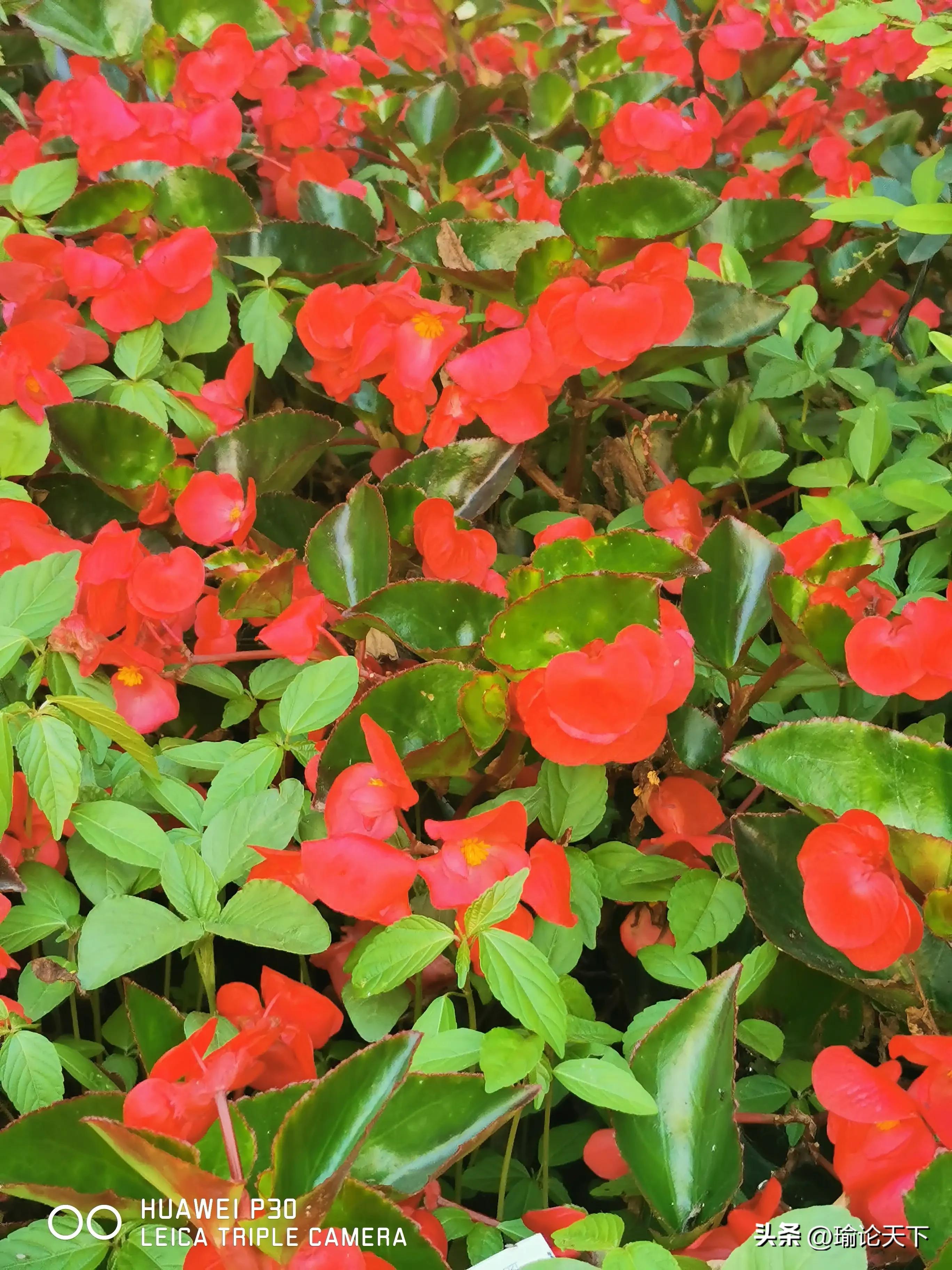 "Begonias" in the Song of Flowers and Herbs series - iNEWS